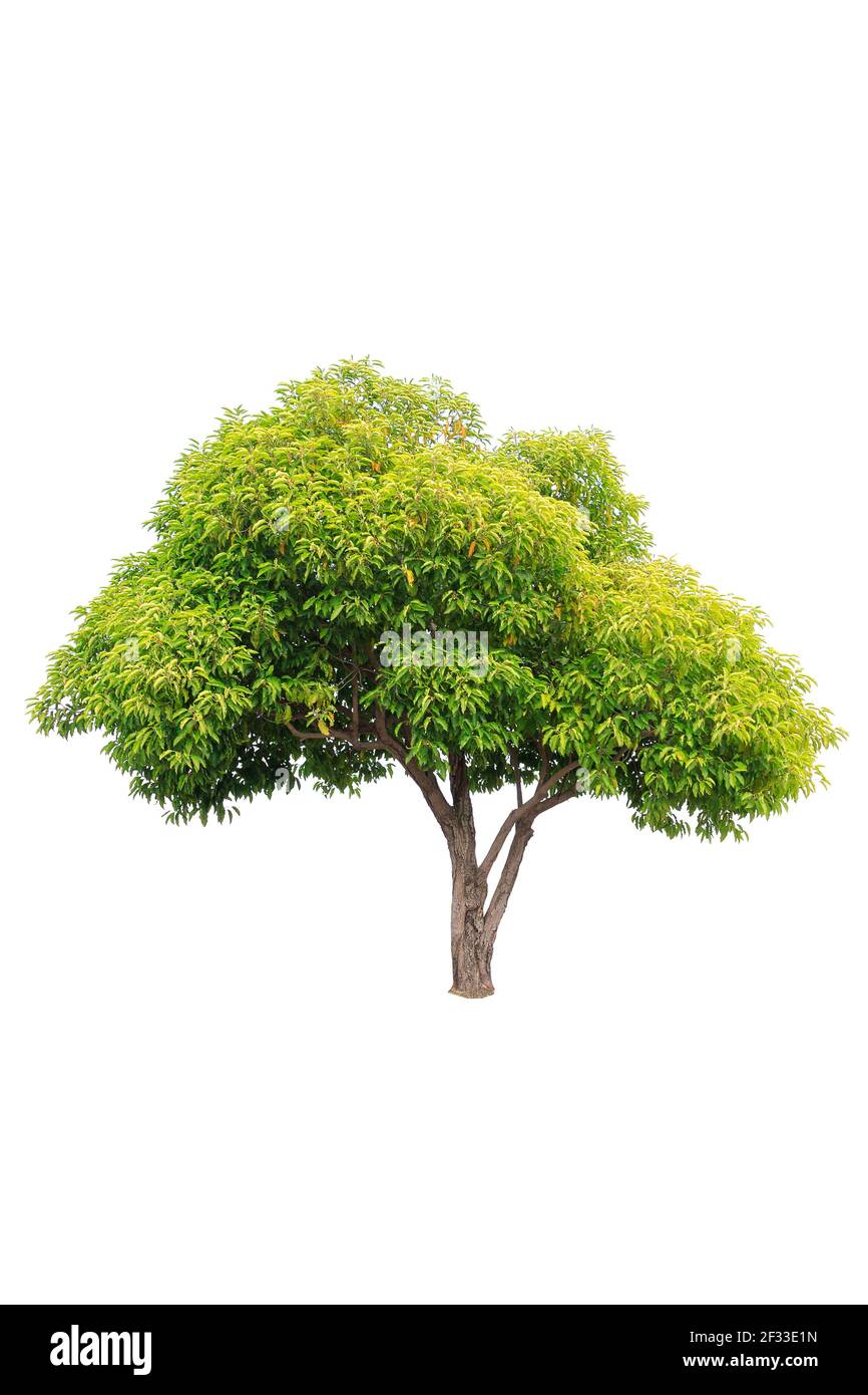 Closeup Bullet Wood (Mimusops elengi Linn) Tree isolated on white ...