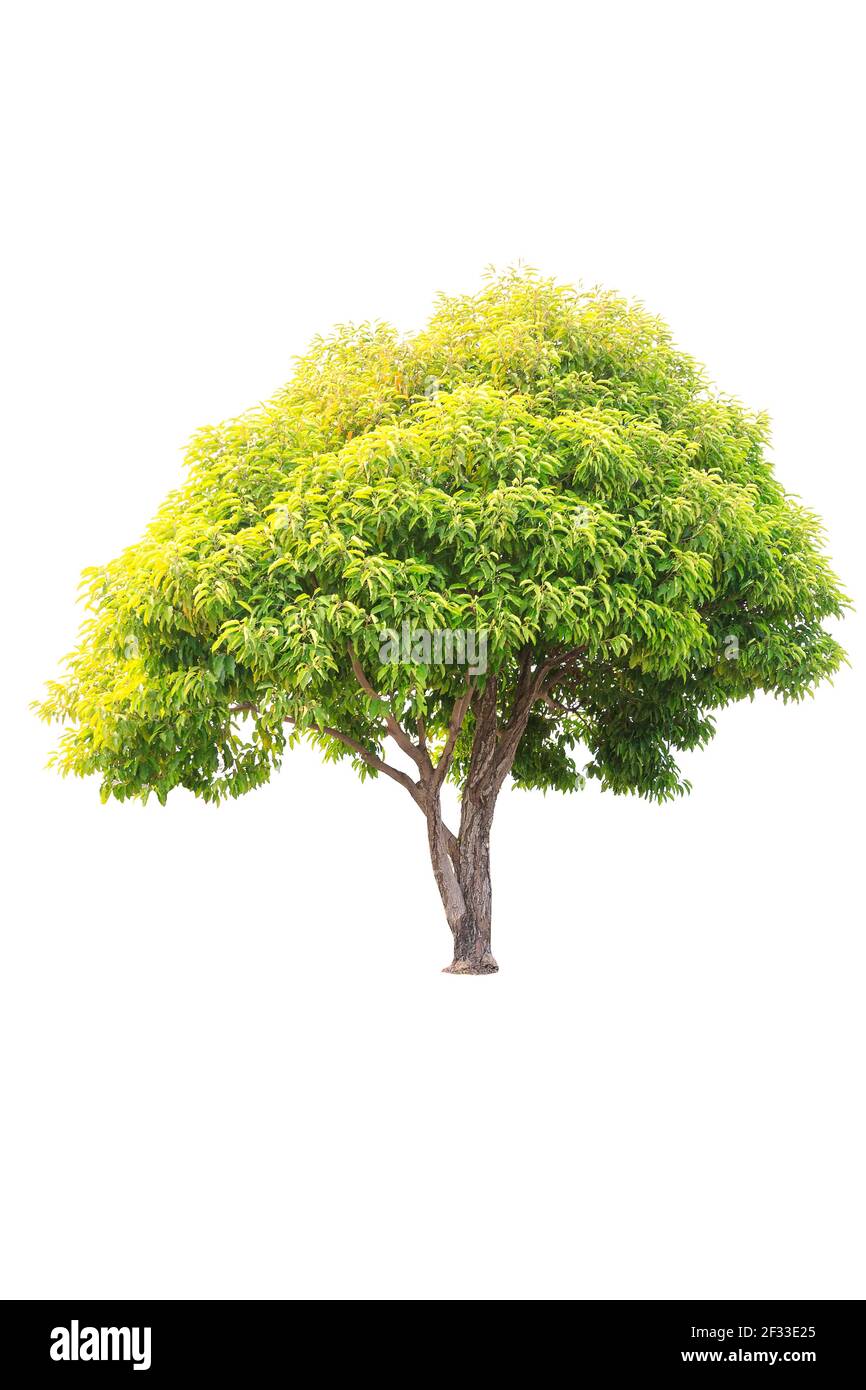 Closeup Bullet Wood (Mimusops elengi Linn) Tree isolated on white ...
