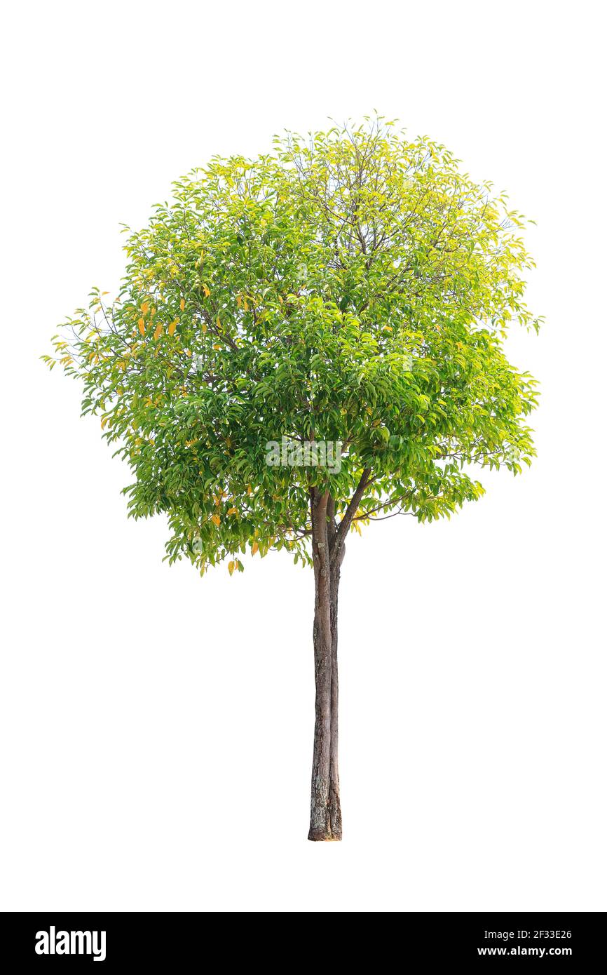 Closeup Bullet Wood (Mimusops elengi Linn) Tree isolated on white ...