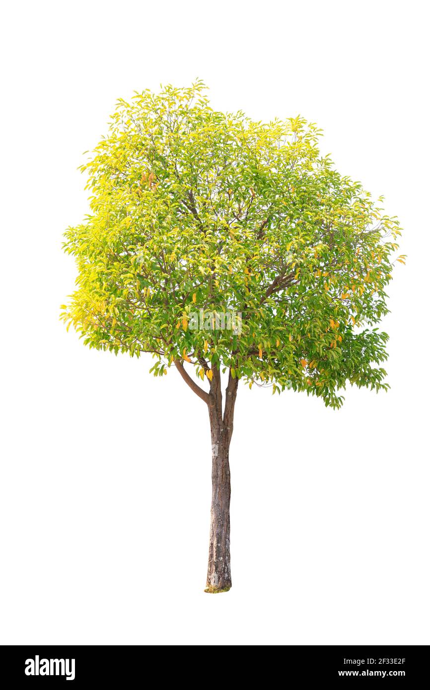 Closeup Bullet Wood (Mimusops elengi Linn) Tree isolated on white ...