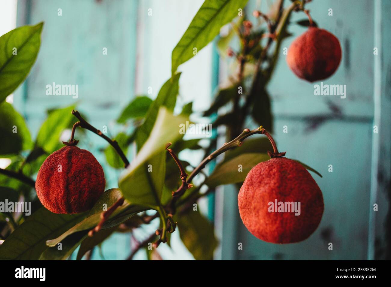 A closeup shot of dry African cherry oranges growing on a tree Stock ...