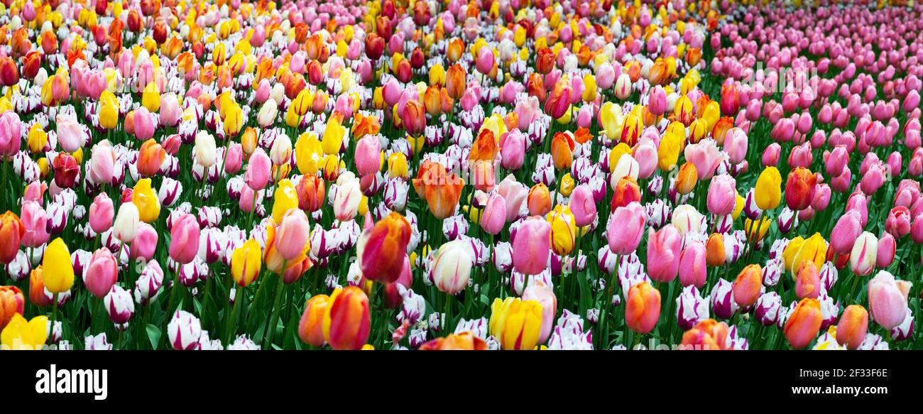 Spring Nature Facebook Covers