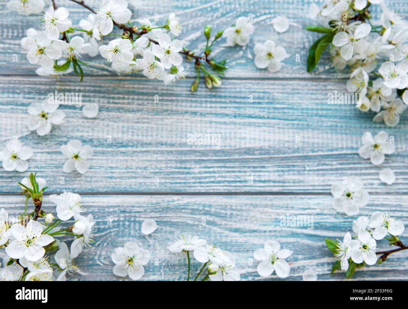 Spring border background with beautiful white flowering branches. Blue ...