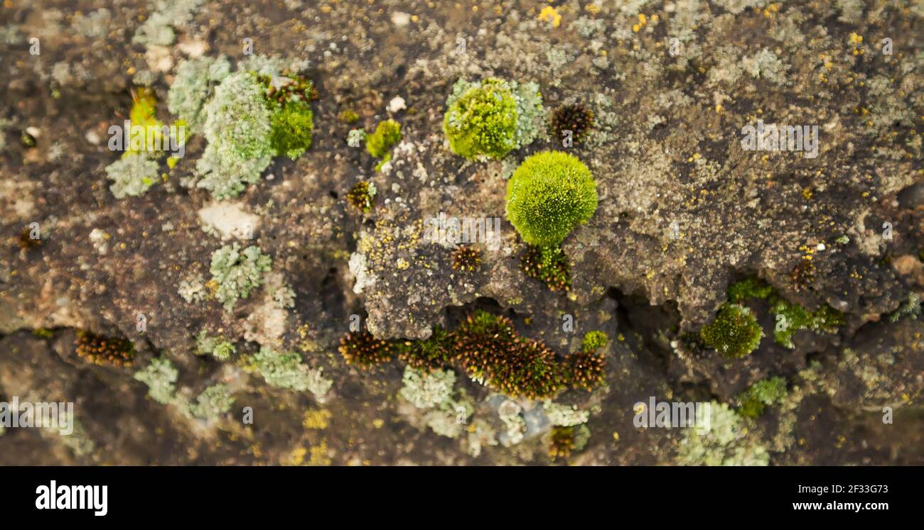 Green moss on the stone. Green mold on a gray old rock. Natural ...