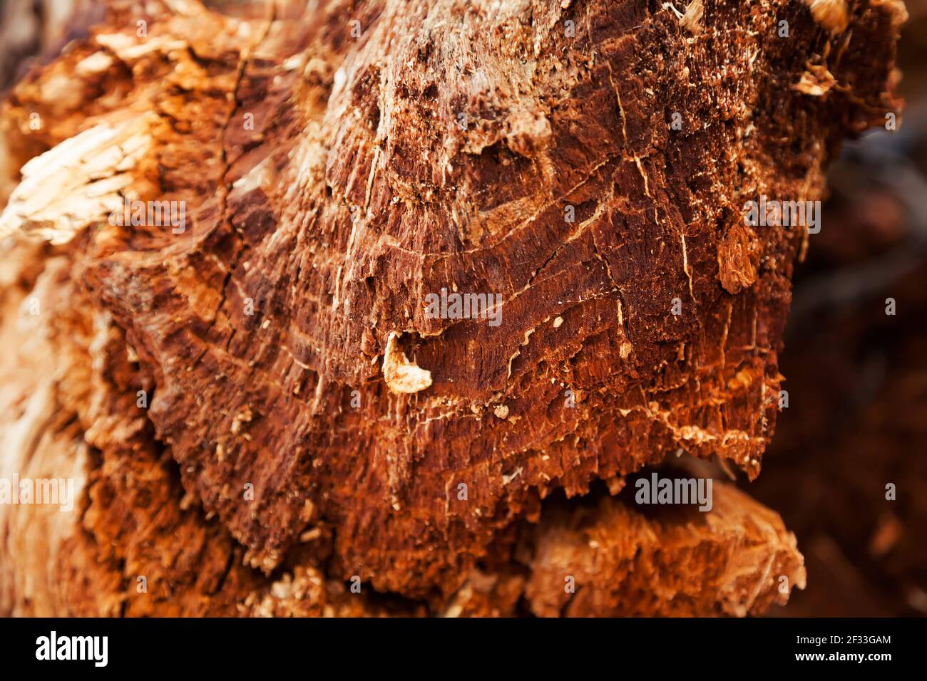 Rotten wood texture. Rotten tree close-up and its rotten fragments ...