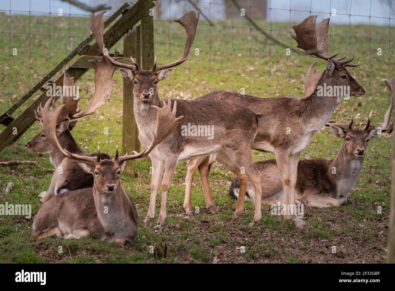 Stag party hi-res stock photography and images - Alamy