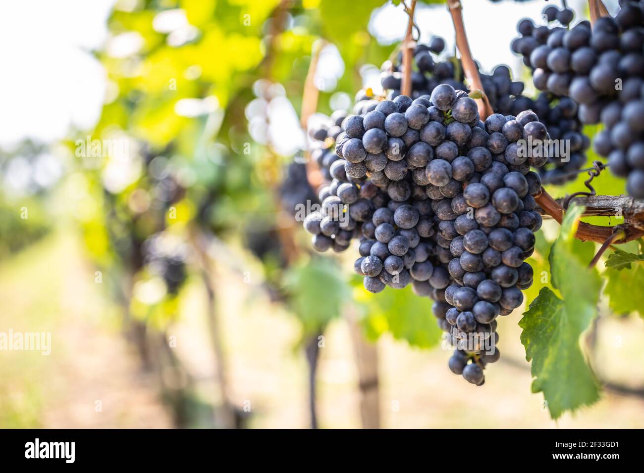 Bunch of dark grapes hanging on vines inside the vineyard Stock Photo ...