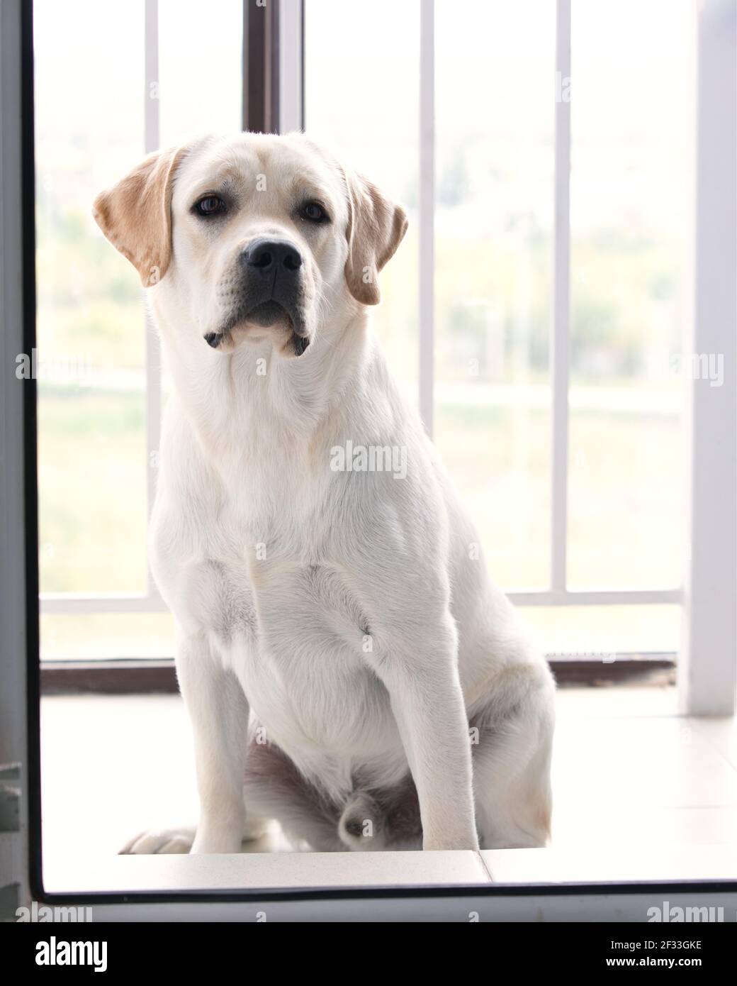 White labrador waits it's owner. It is sitting on white floor near ...