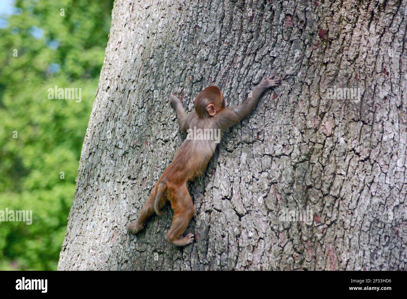 Rhesus monkey tree hi-res stock photography and images - Alamy