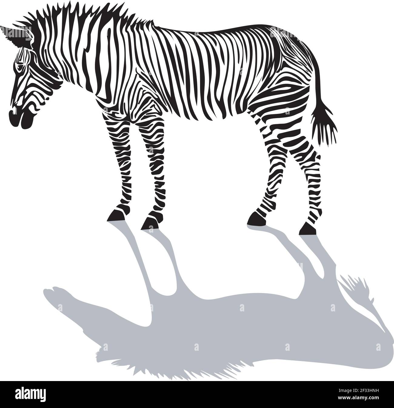 Animal horizontal zebra nature Stock Vector Images - Alamy