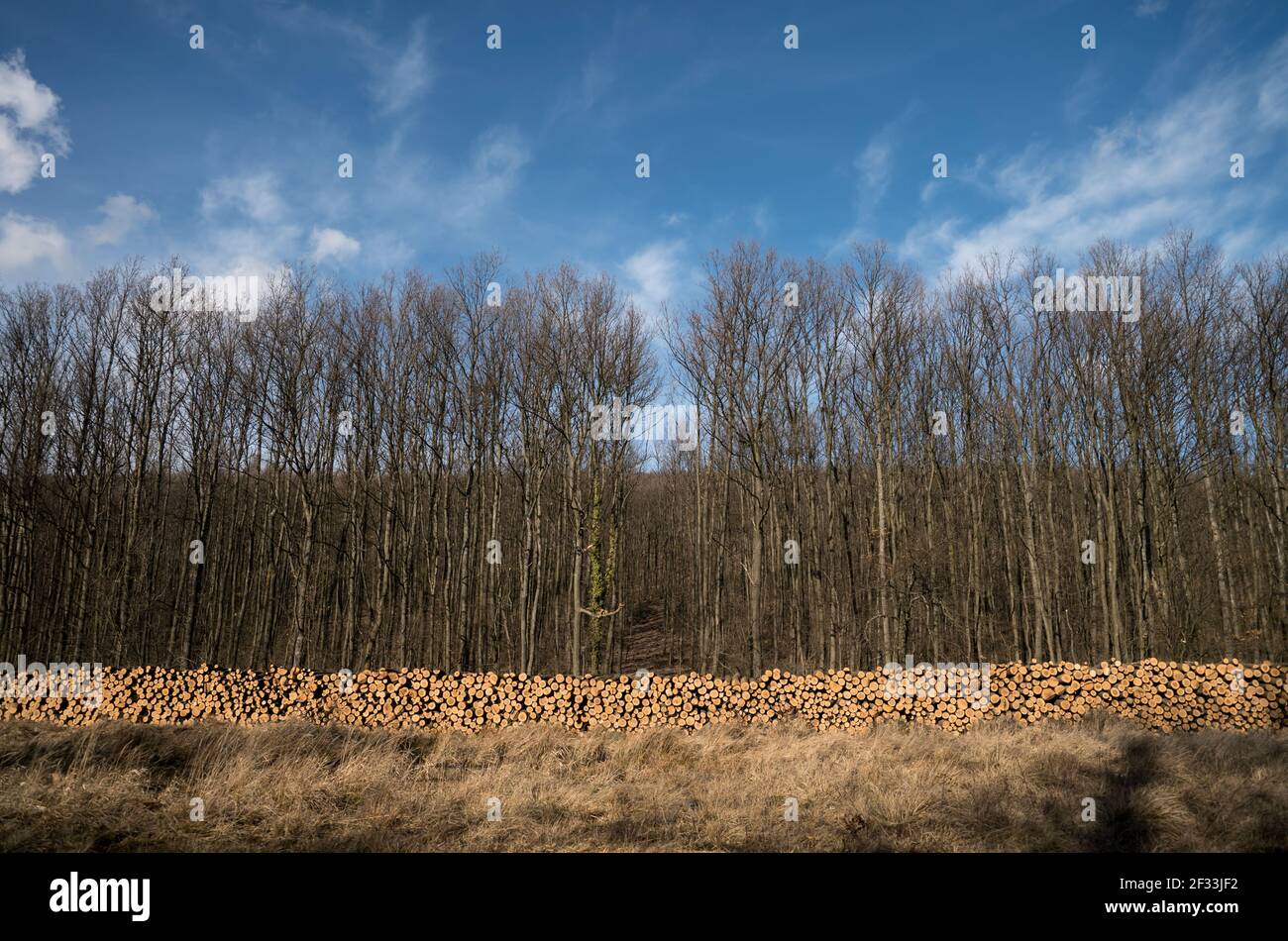 Logging in the winter. Logs are lined up. Stock photo Stock Photo - Alamy