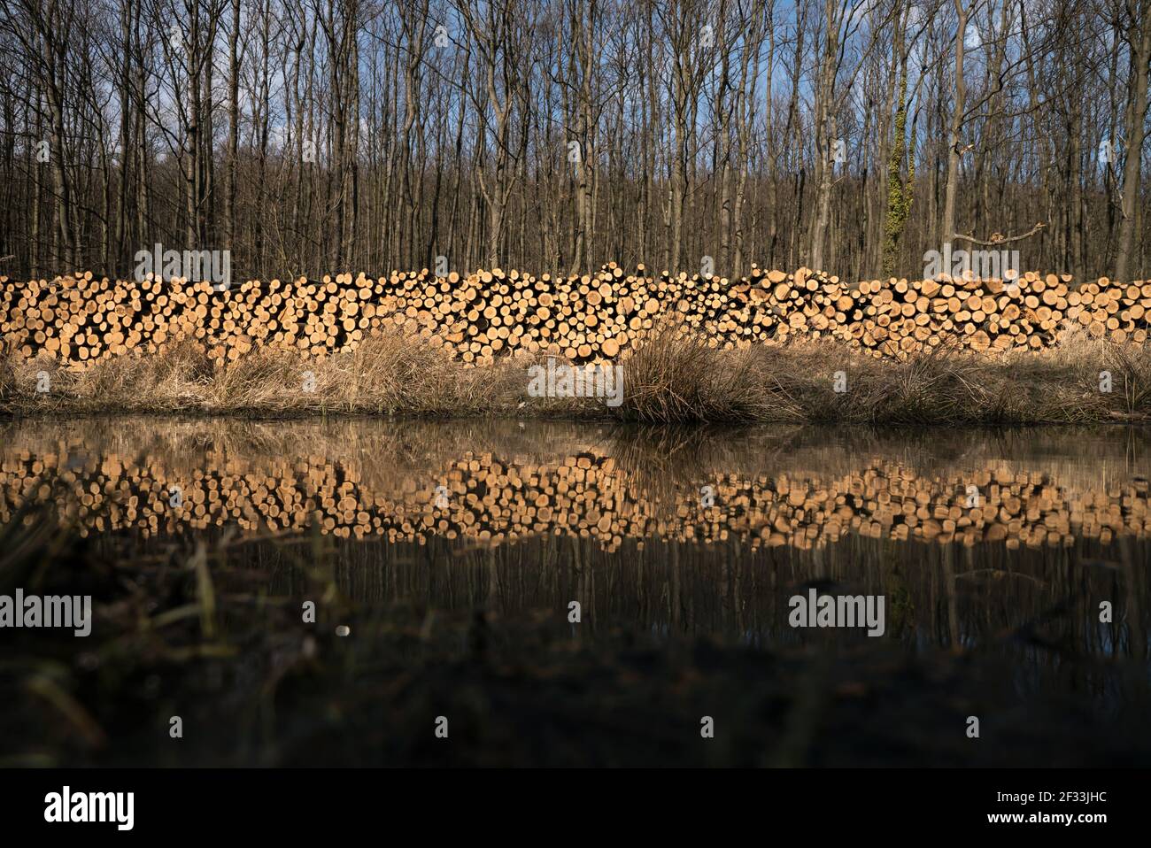 Logging in the winter. Logs are lined up. Stock photo Stock Photo - Alamy