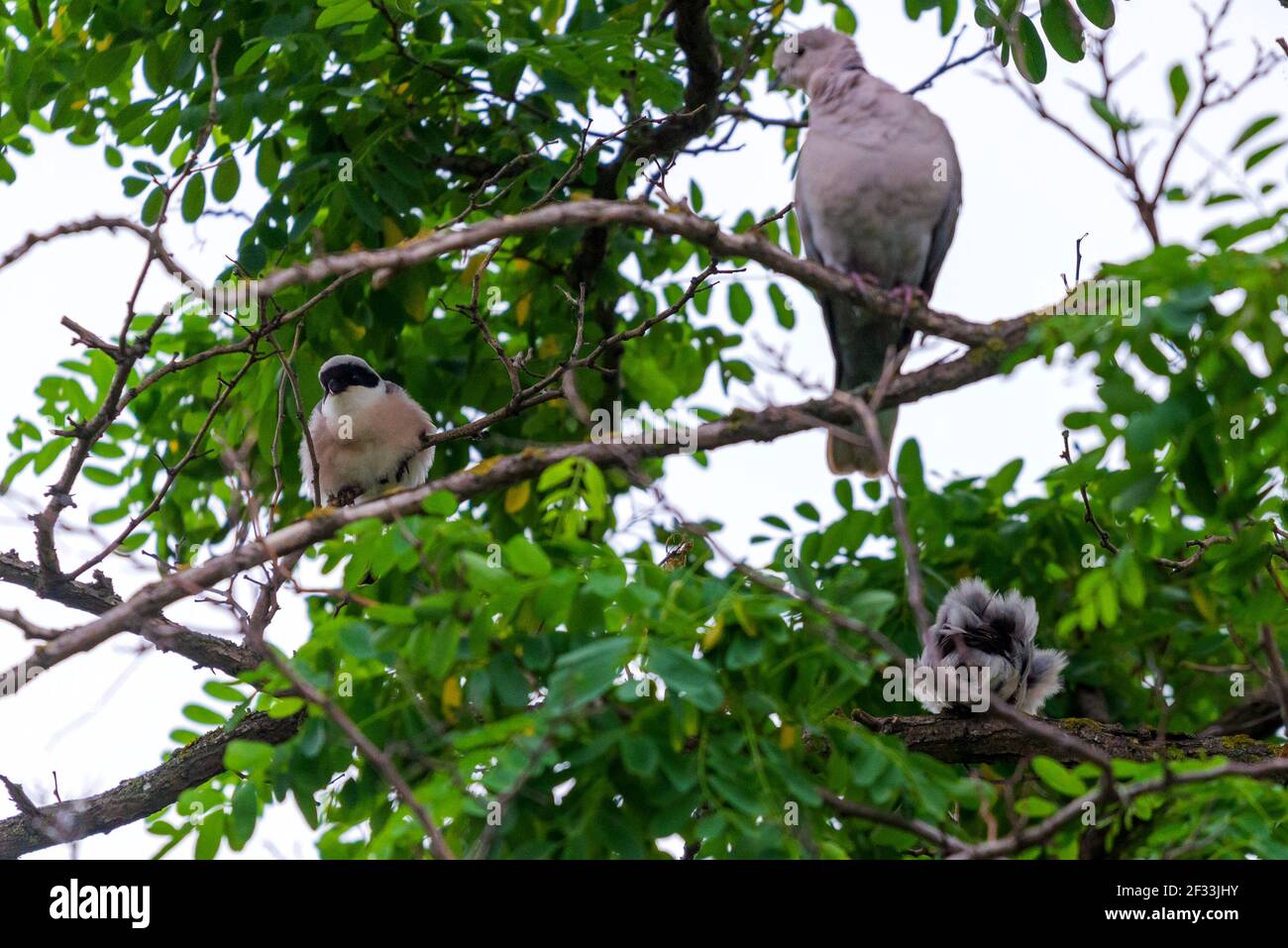 Lesser grey shrike, Lanius minor, gray shrike. Young bird in wild ...