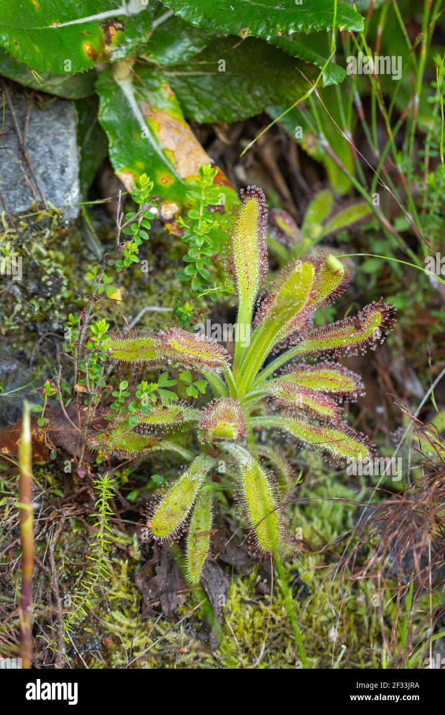 South African Plants High Resolution Stock Photography and Images - Alamy