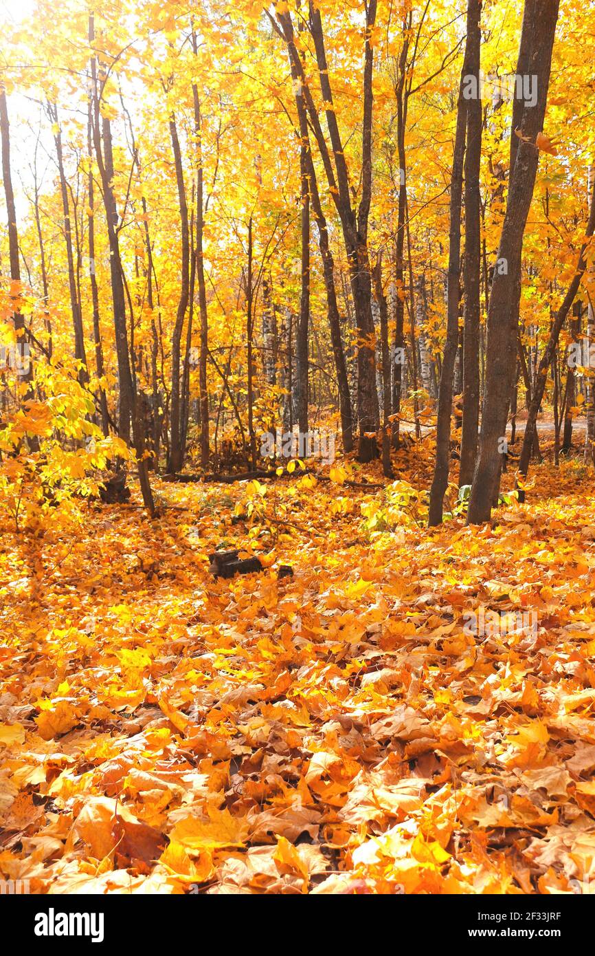 Maple tree with yellow, red and orange foliage in fall forest. Calm autumn season. Vertical ...