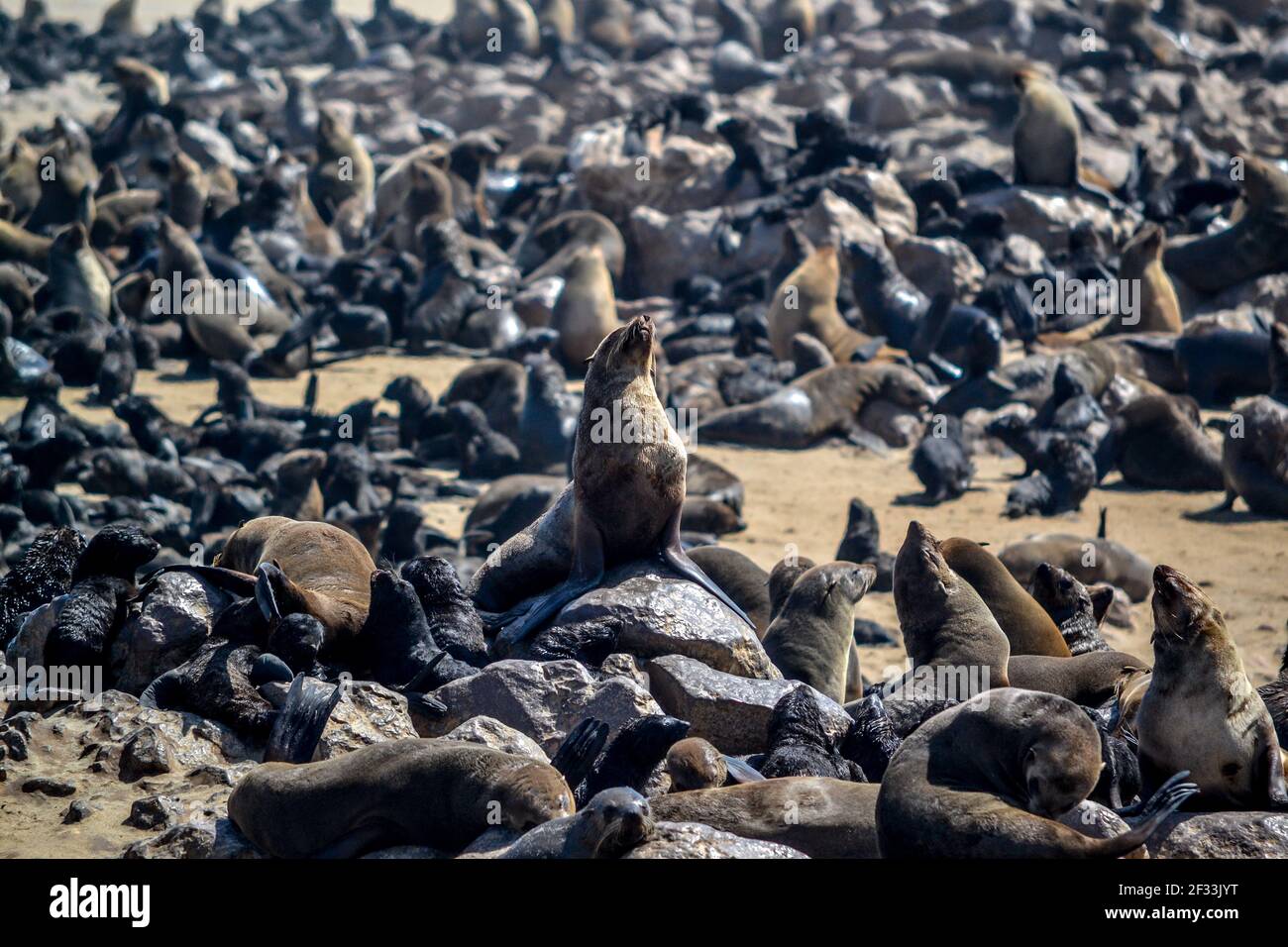 Seal colony near cape cross in namibia Stock Photo - Alamy