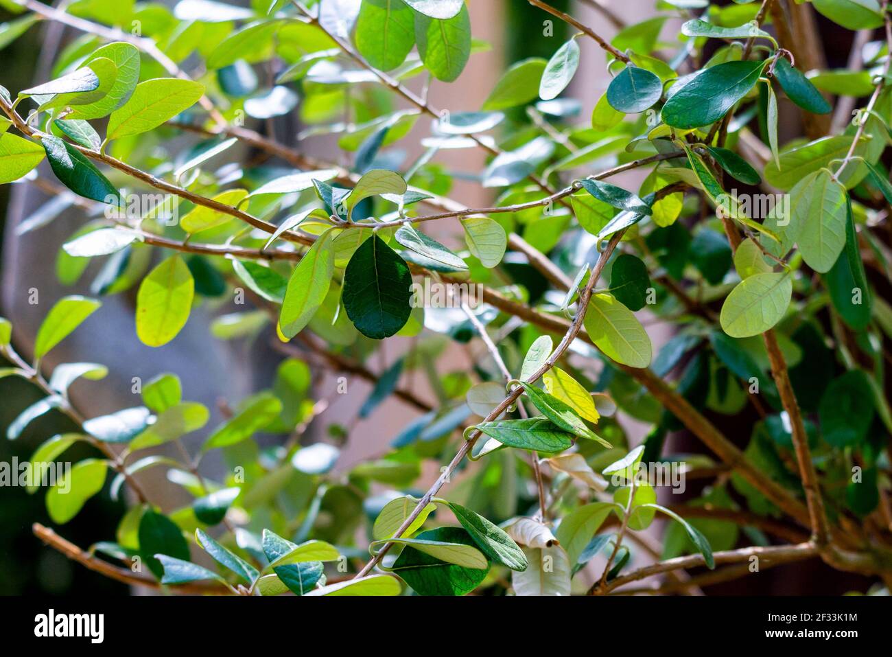 Pineapple Guava Tree Leaves