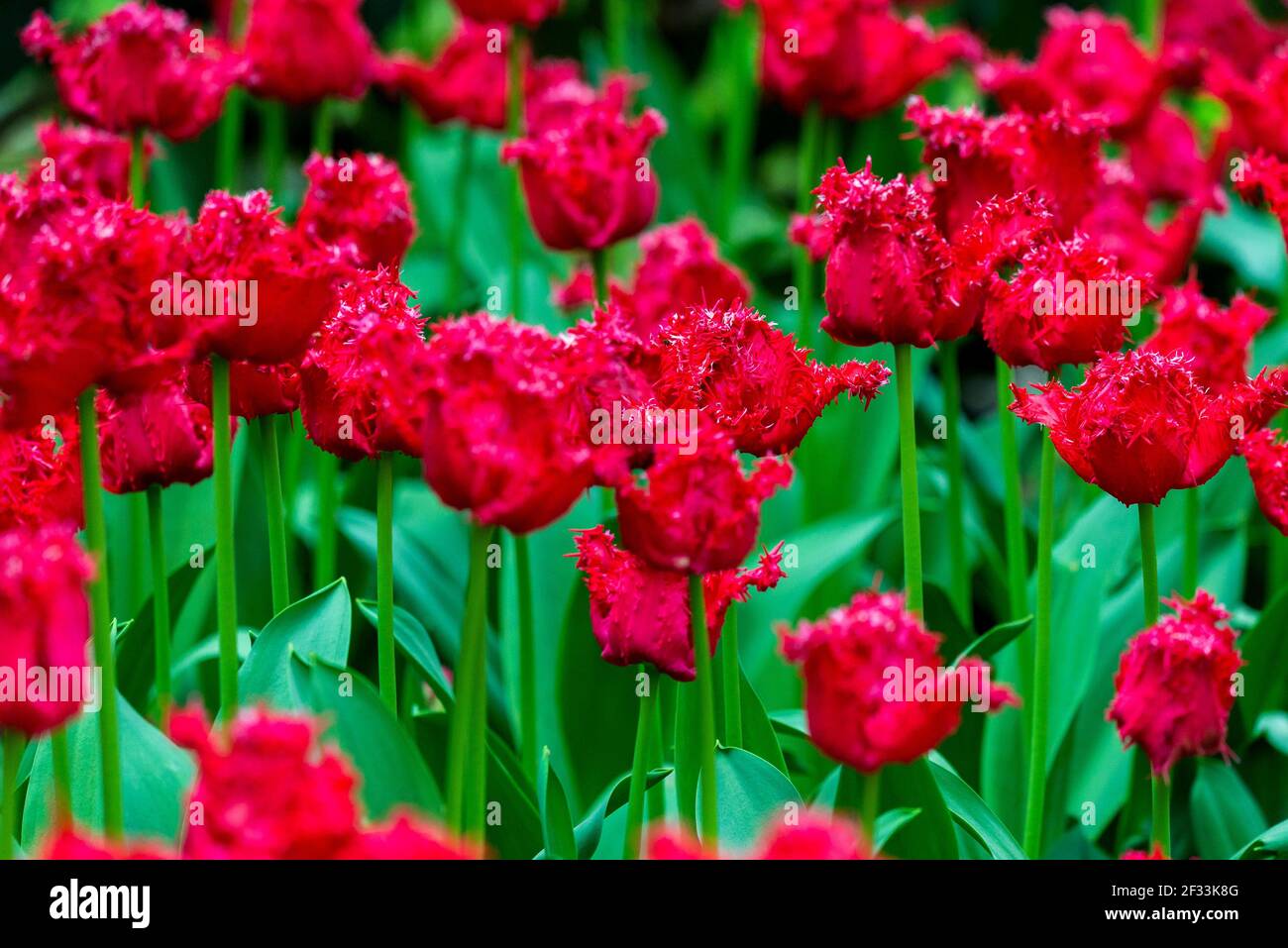 Terry red fringed Tulip in a garden on flower bed Stock Photo - Alamy