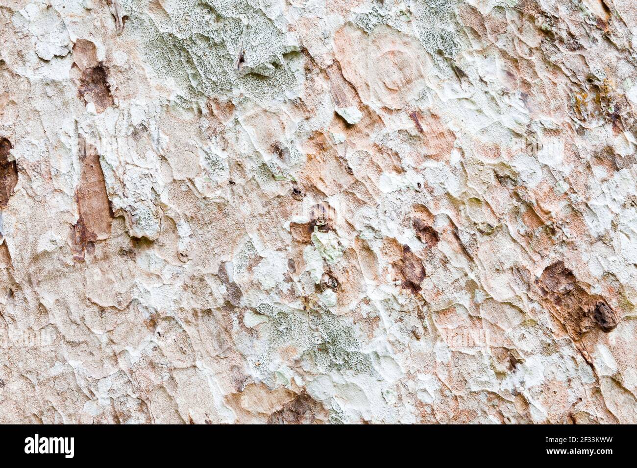 Tree bark texture. Nature wood background Stock Photo - Alamy
