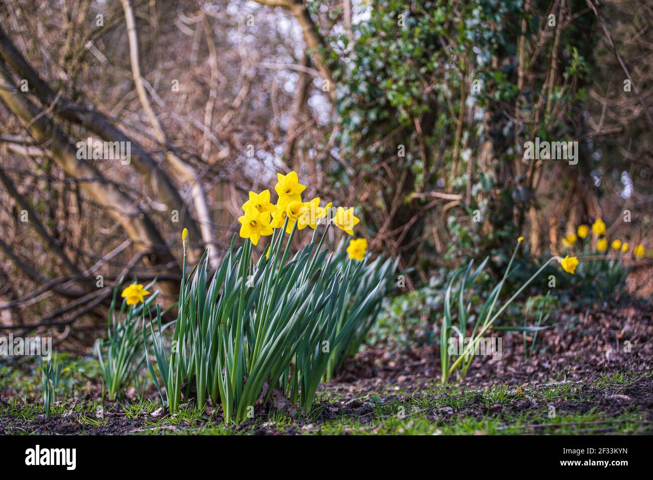 daffodils in woodland Stock Photo - Alamy