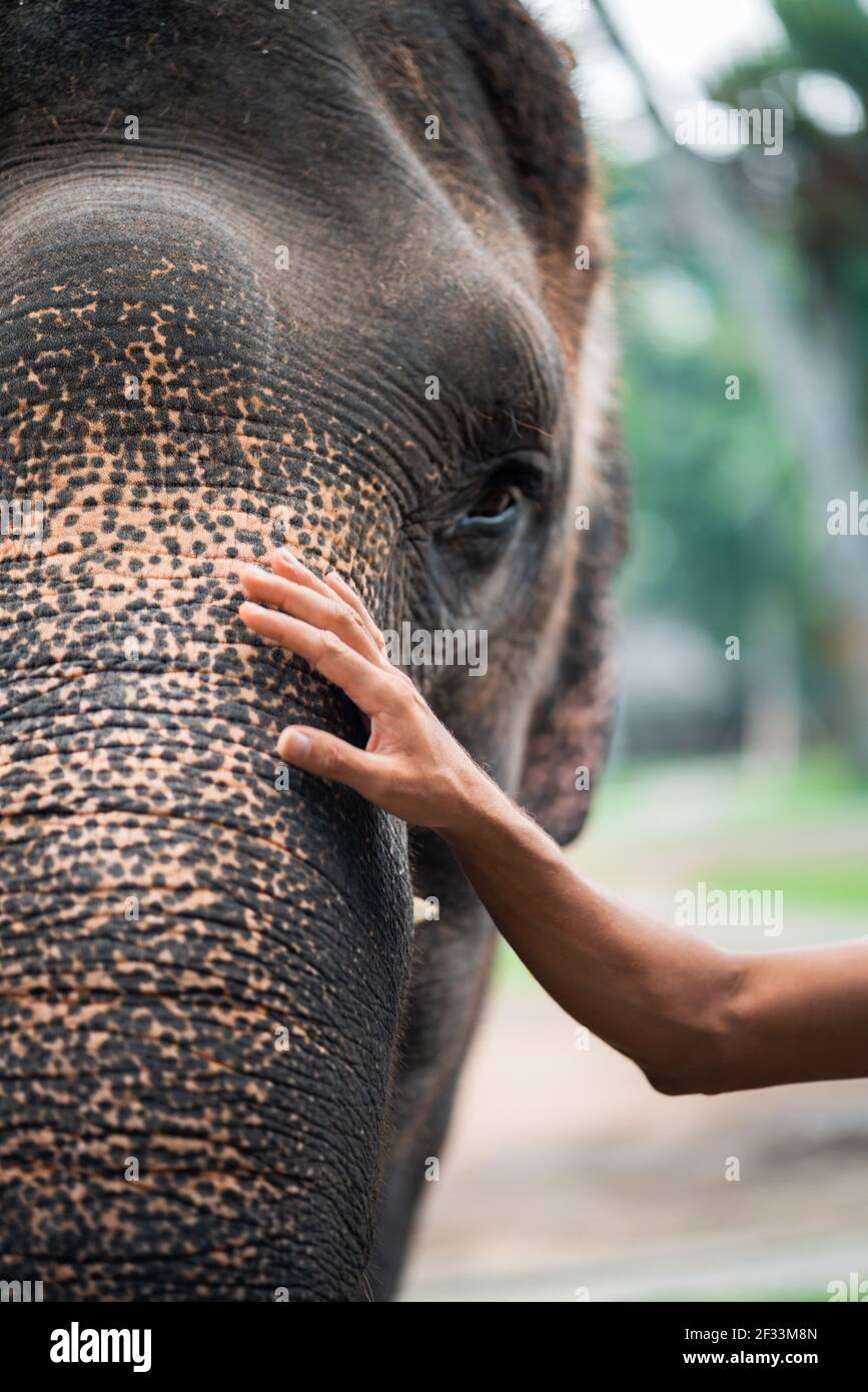 a man's hand on the face of an elephant .close up Stock Photo - Alamy