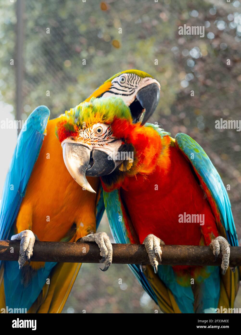 Birds Of Bangladesh High Resolution Stock Photography and Images - Alamy