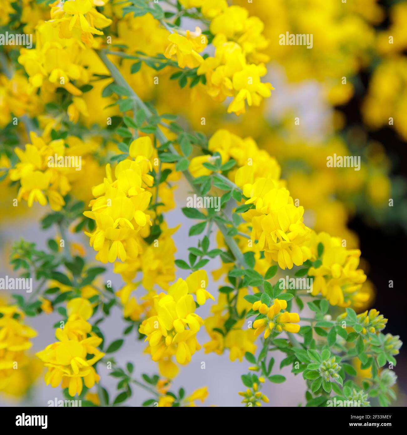Acacia blooms hi-res stock photography and images - Alamy