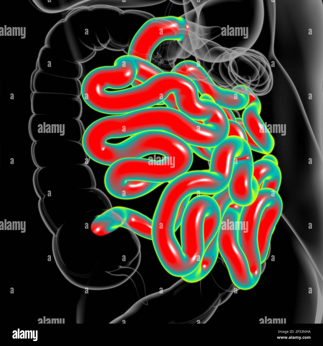 Small Intestine 3D Illustration Human Digestive System Anatomy For ...