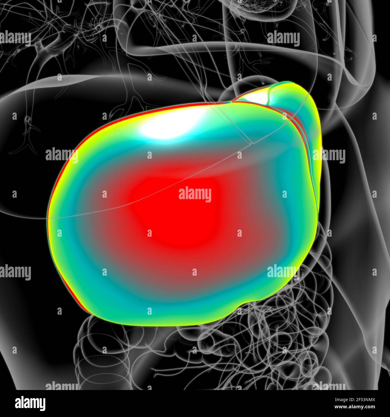 Liver 3D Illustration Human Digestive System Anatomy For Medical ...