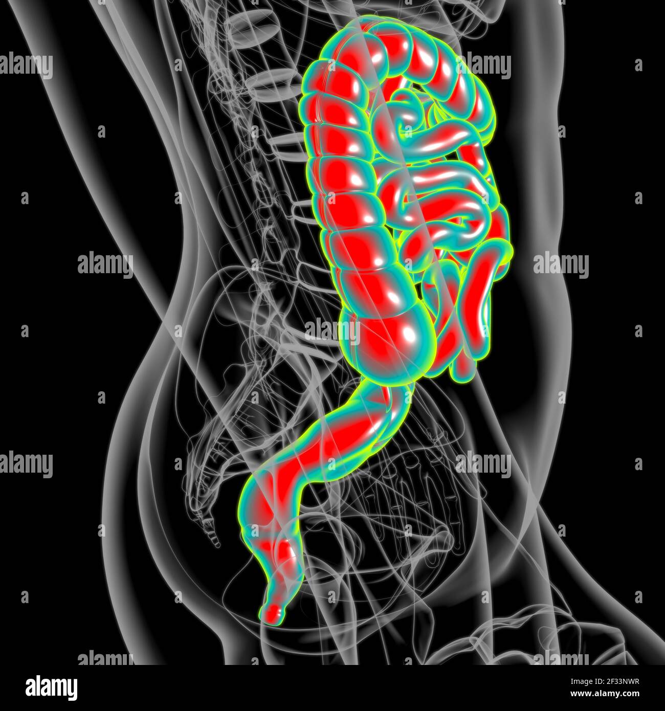 Small and large Intestine 3D Illustration Human Digestive System ...