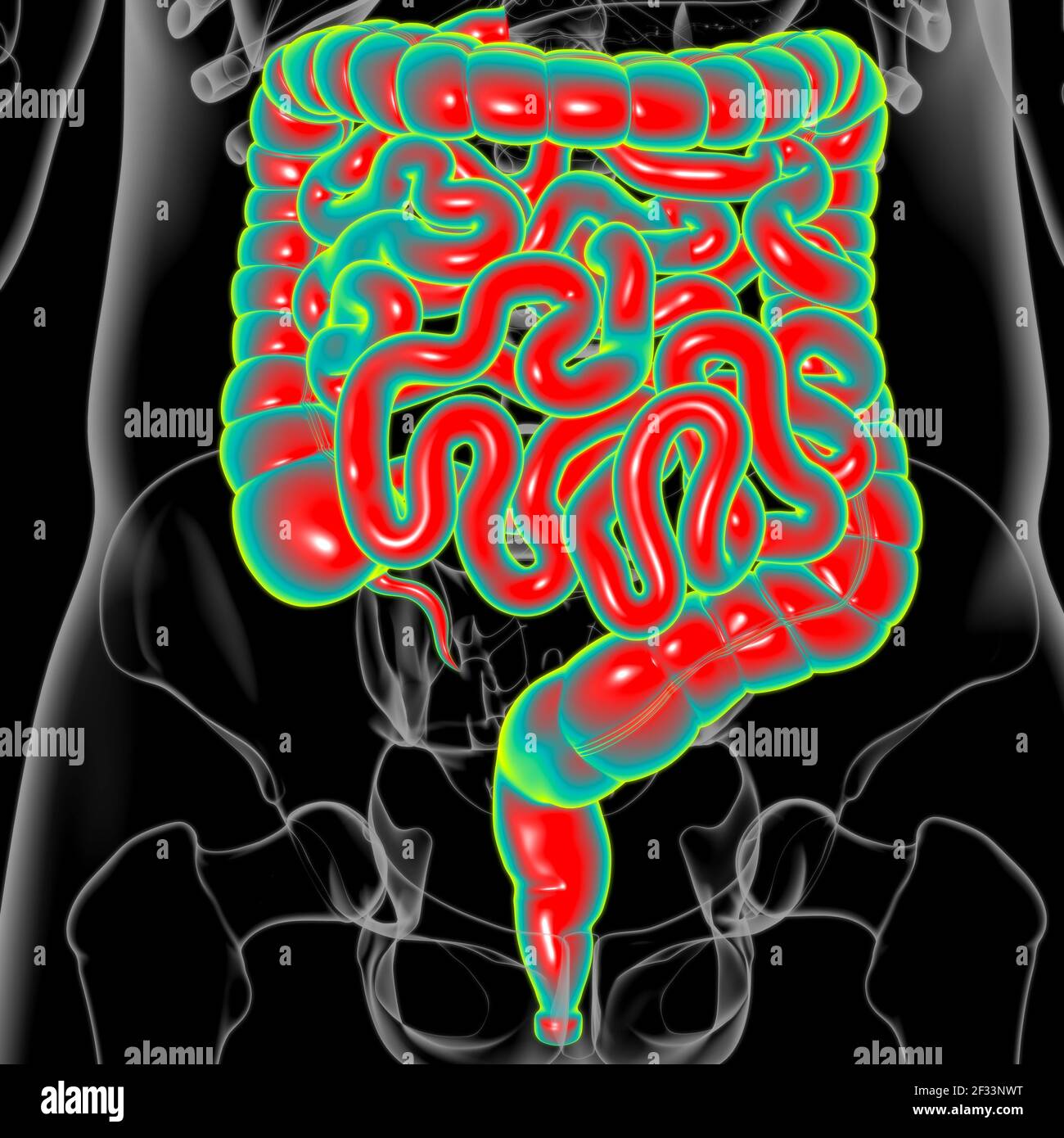 Small and large Intestine 3D Illustration Human Digestive System ...