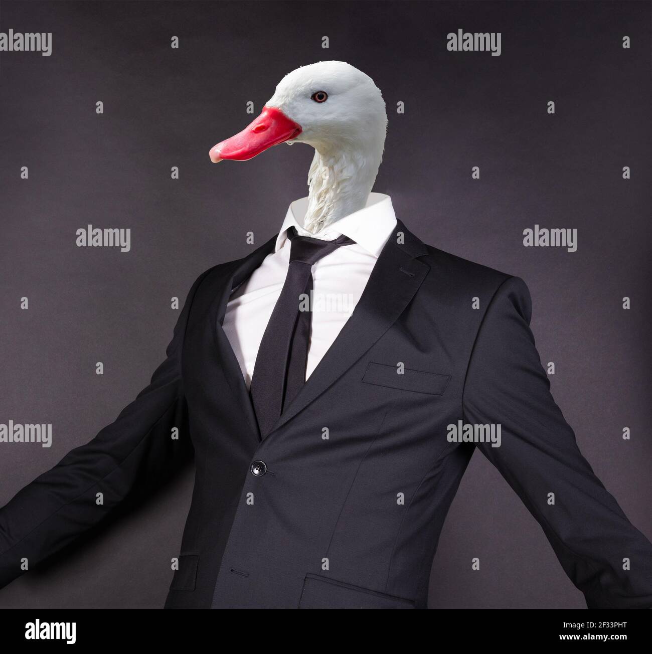 White duck head in a black suit, isolated on black Stock Photo - Alamy