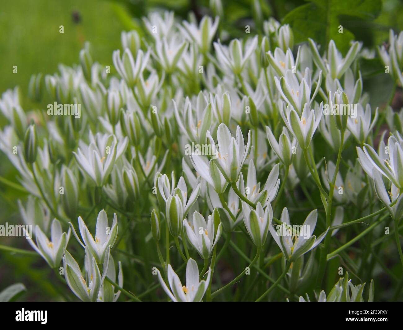 The first spring flowers blooming in the white garden in the morning ...