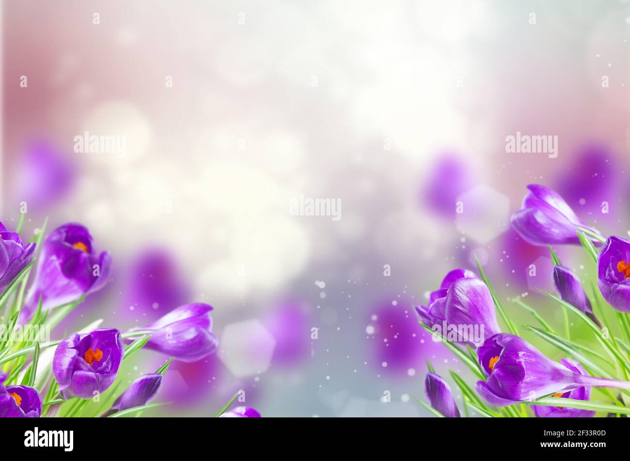 Spring crocuses under snow hi-res stock photography and images - Alamy