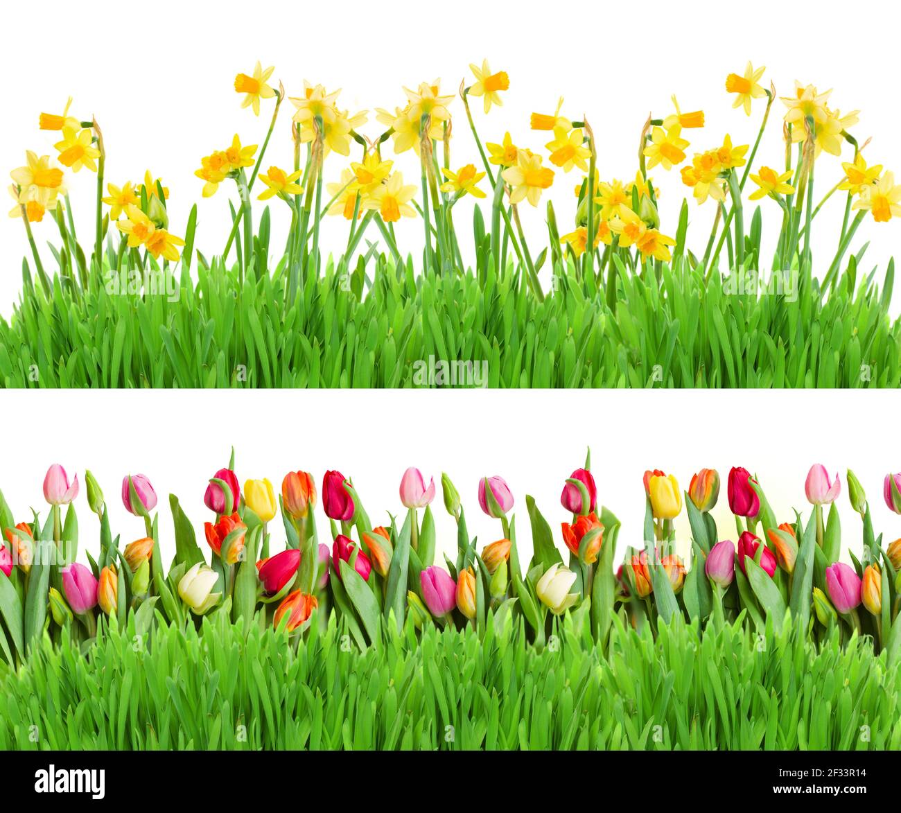 spring flowers and grass Stock Photo - Alamy