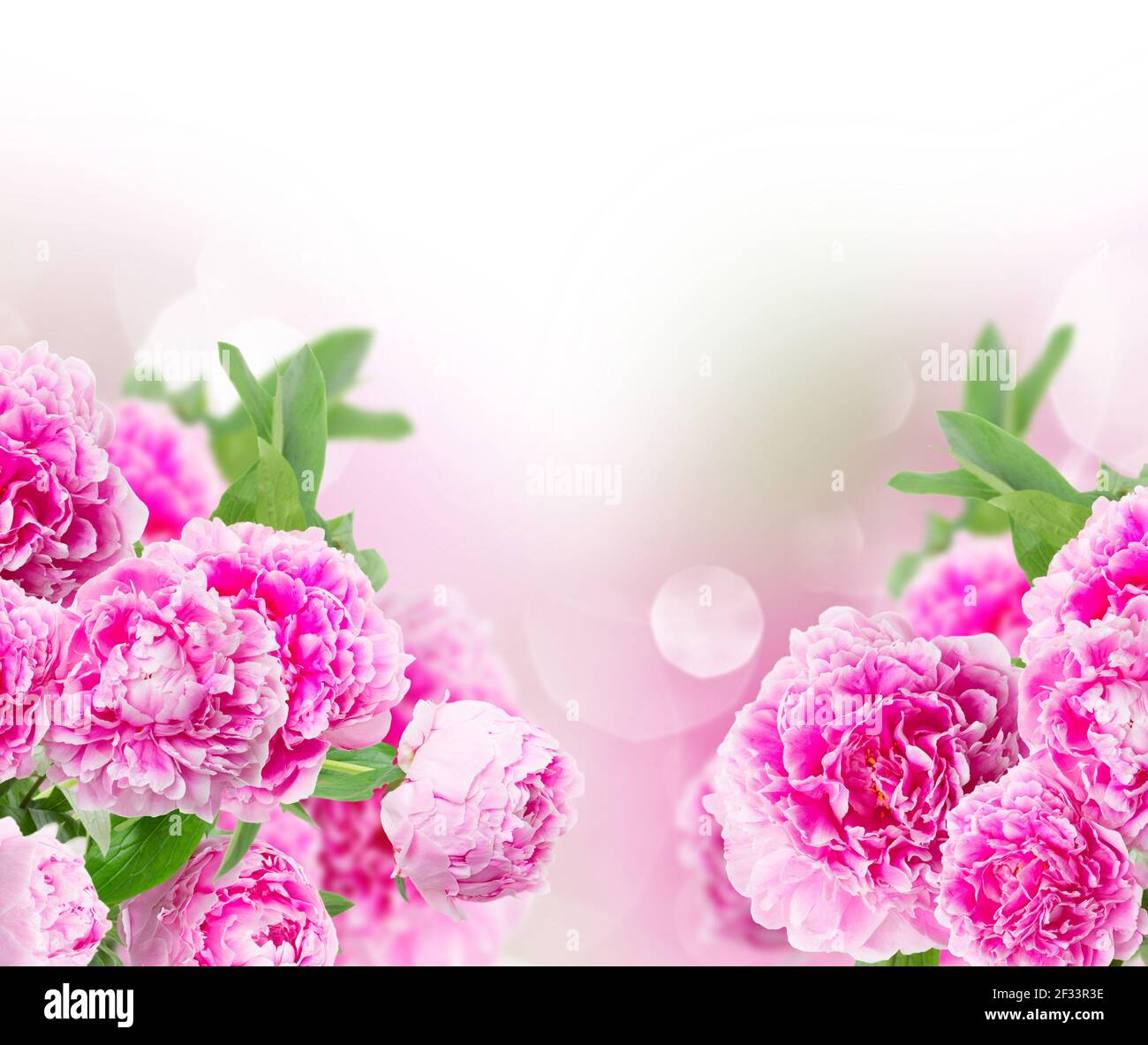 pink peonies border Stock Photo - Alamy