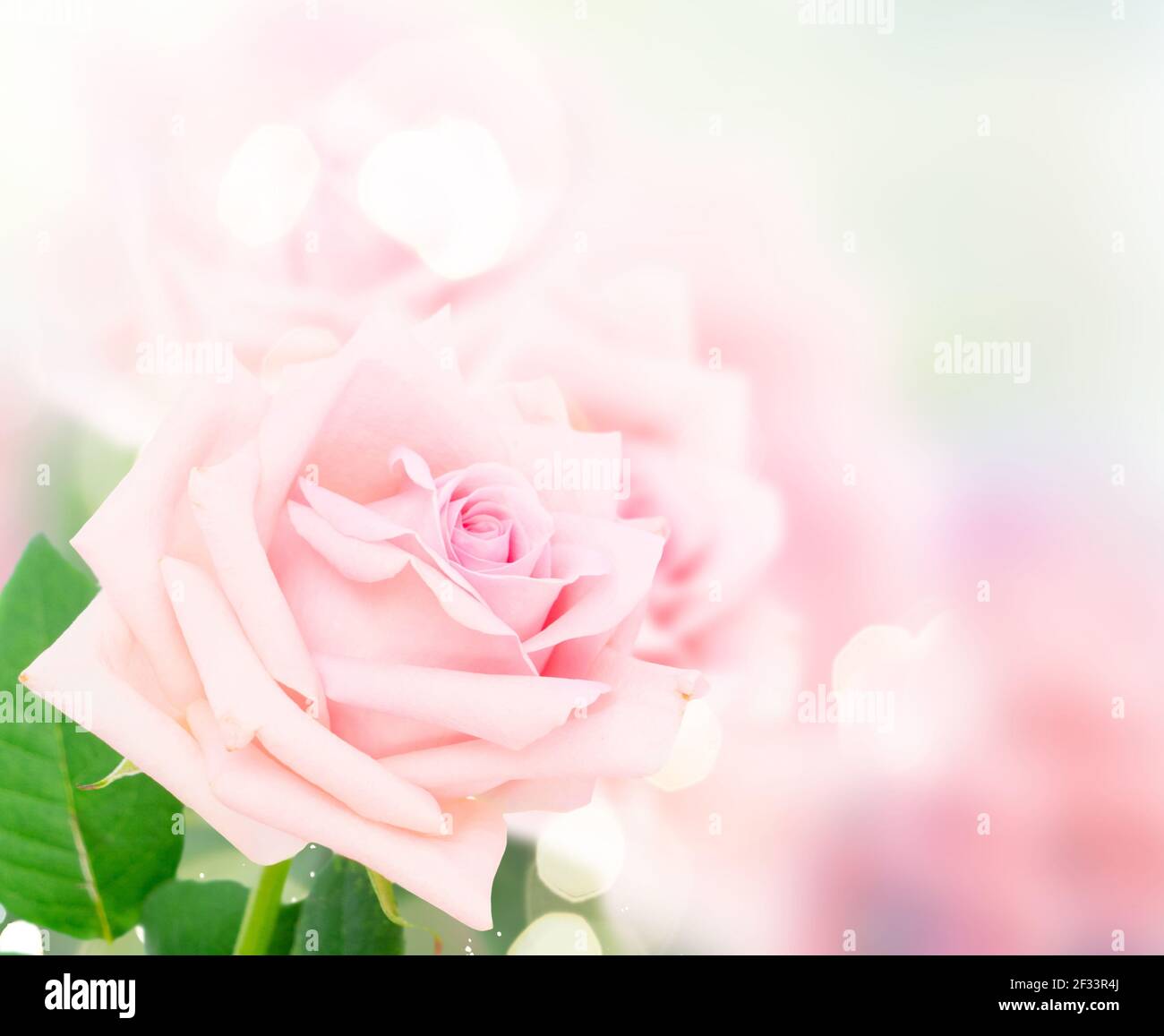 Pink blooming roses Stock Photo - Alamy