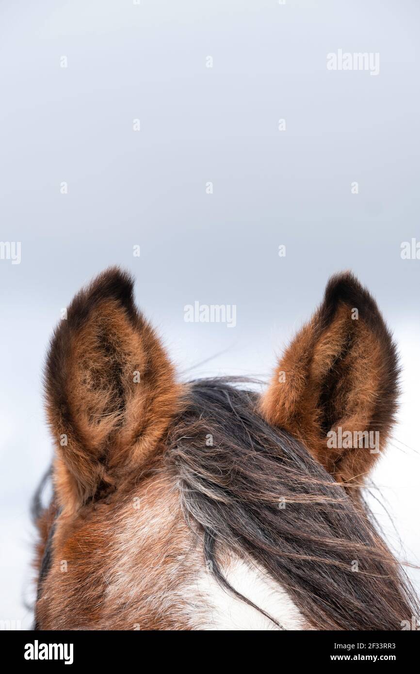 Ears ear mammal hi-res stock photography and images - Alamy