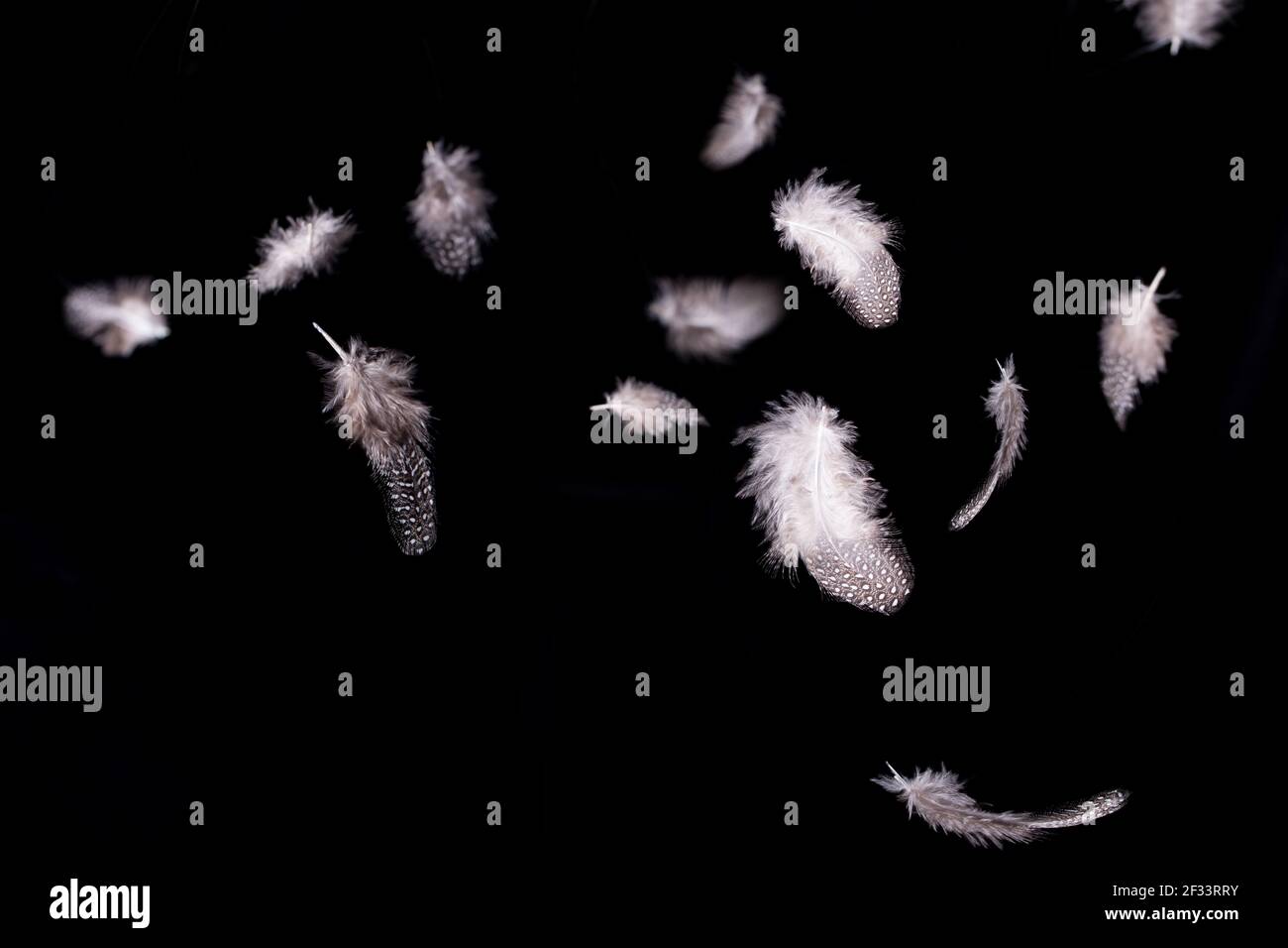 Beautiful flying delicate feathers on a black background, creative ...