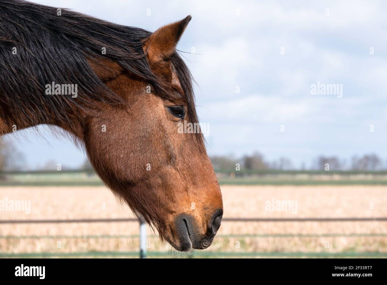 Horse Head Side Horse Head Side View Photos And Images | Shutterstock