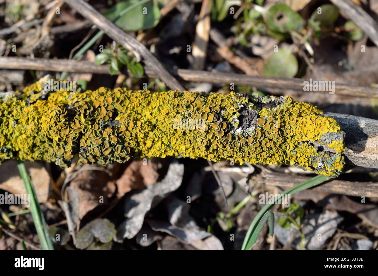 Yellow scale hi-res stock photography and images - Alamy