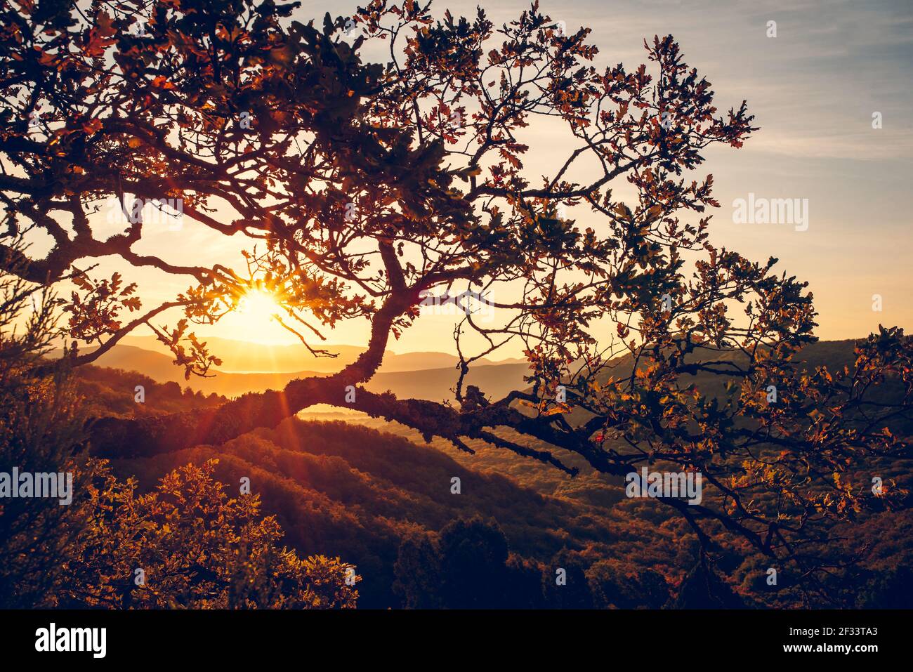 Beautiful view of the rising sun through the branches of a tree Stock ...