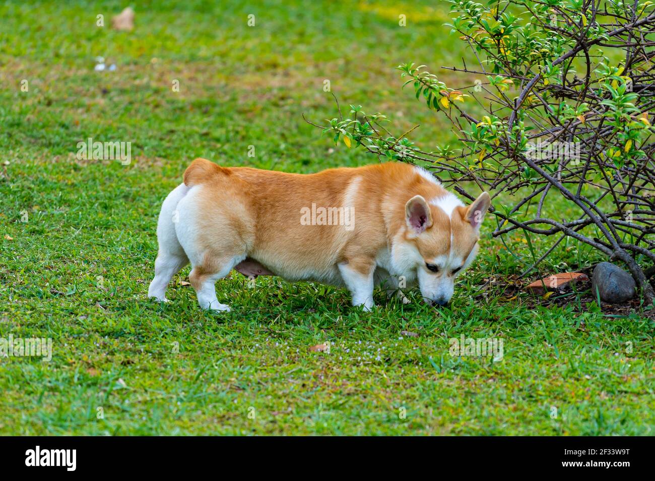 Chubby Pembroke Welsh Corgi dog sniffing green grass Stock Photo - Alamy