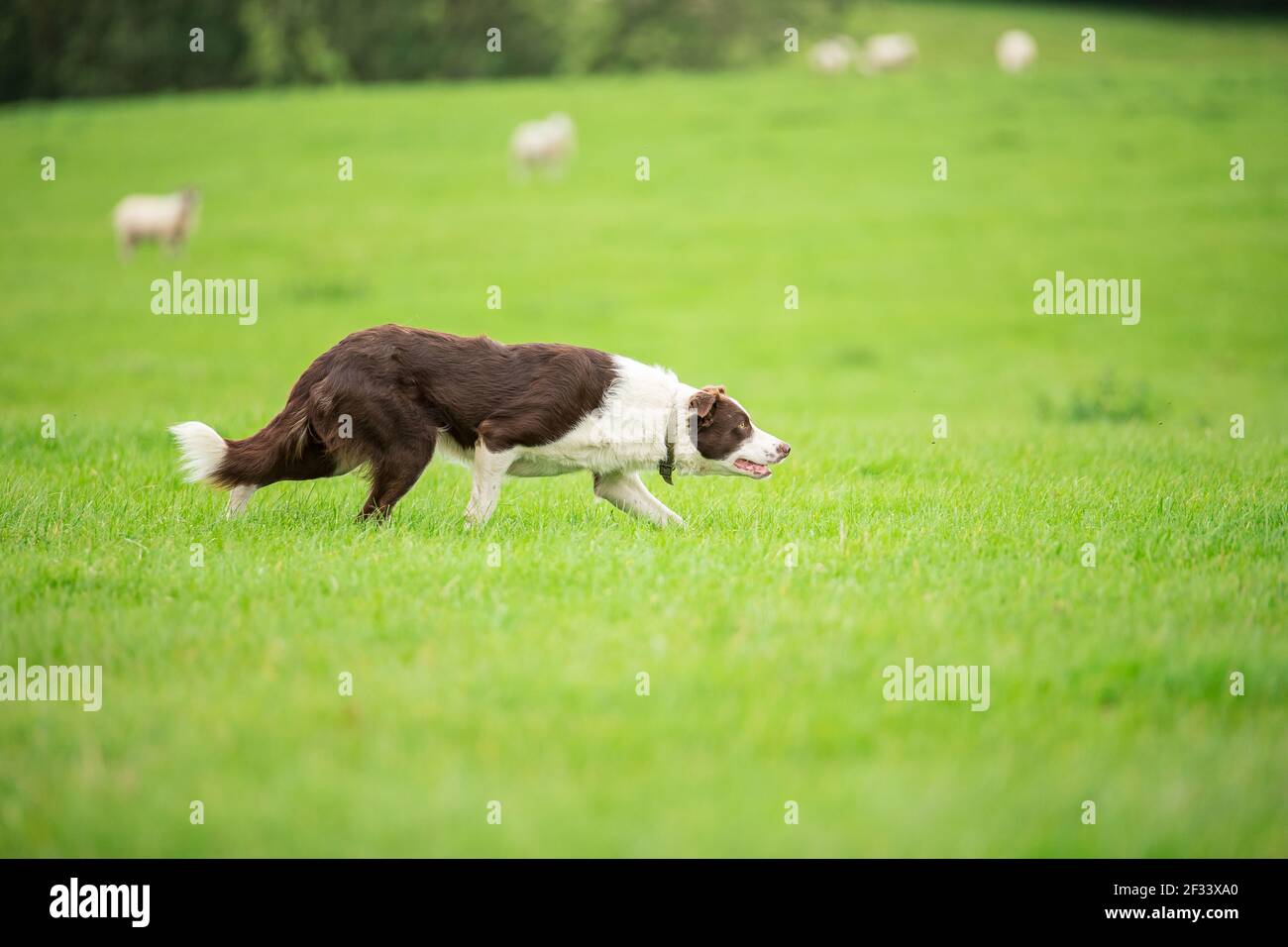 Border collie herding sheep hi-res stock photography and images - Alamy