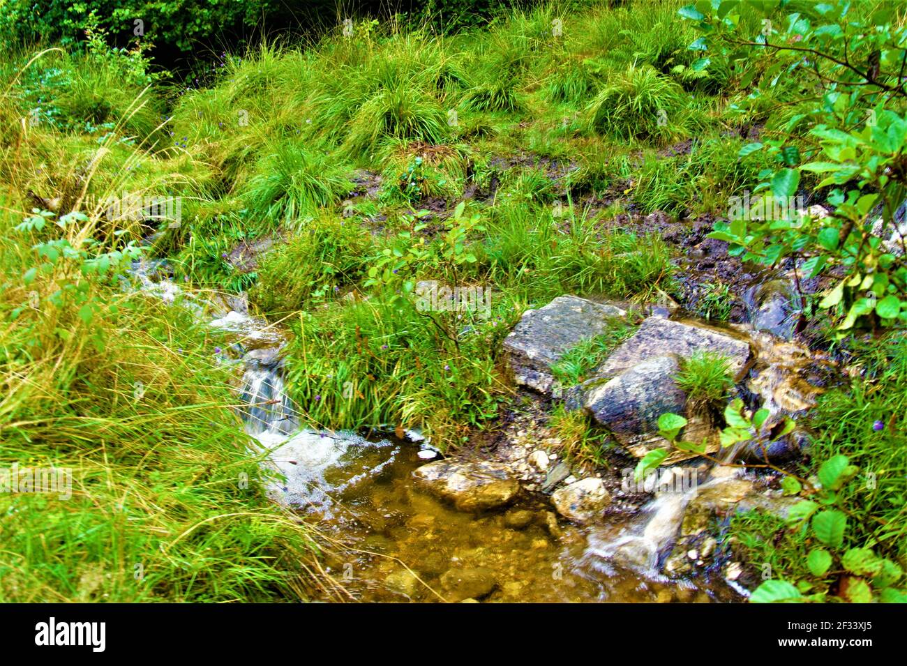 Very small river among green grasses and stones Stock Photo - Alamy