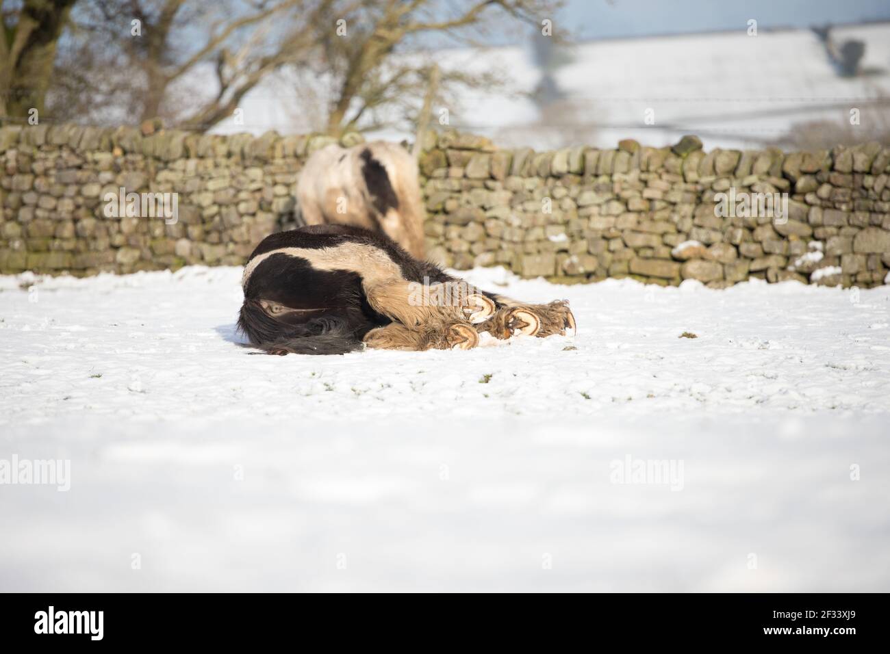 gypsy vanner cob horse pony ponies galloping and playing in the snow ...