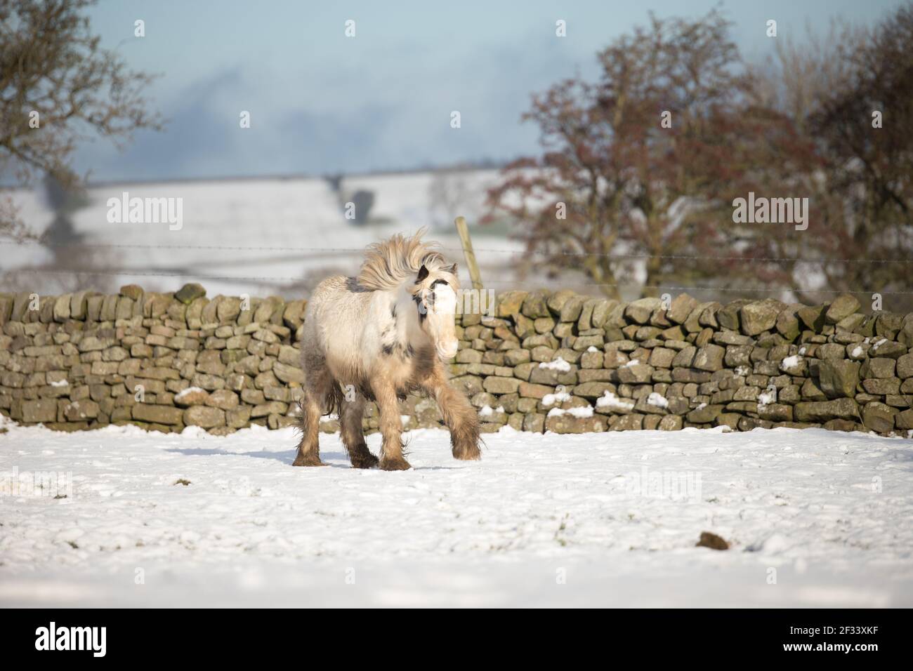 gypsy vanner cob horse pony ponies galloping and playing in the snow ...