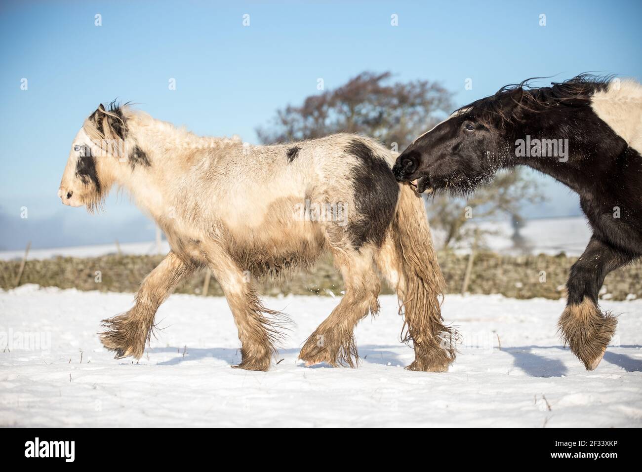 gypsy vanner cob horse pony ponies galloping and playing in the snow ...