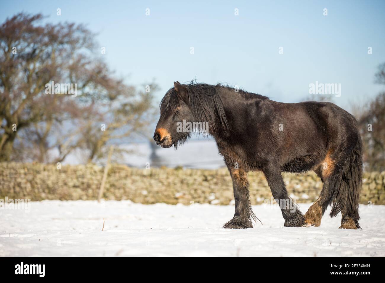 gypsy vanner cob horse pony ponies galloping and playing in the snow ...