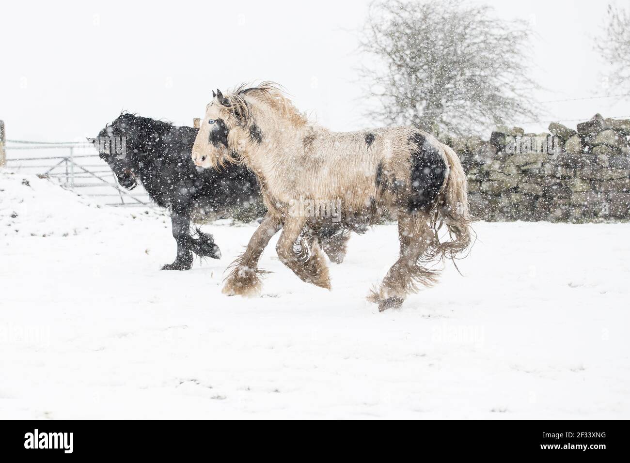 gypsy vanner cob horse pony ponies galloping and playing in the snow ...